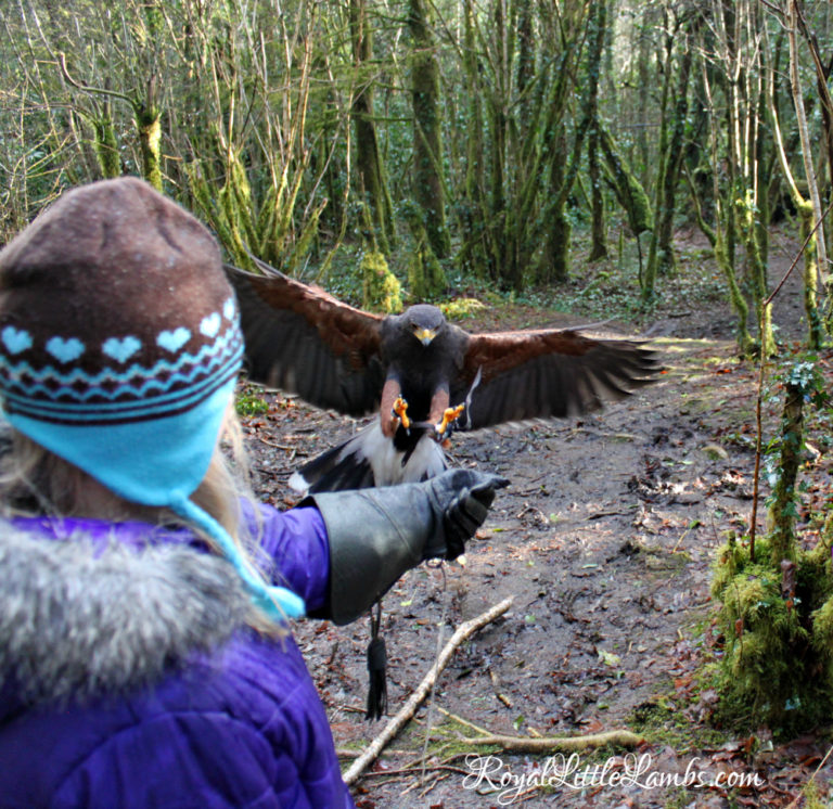 Falconry School in Ireland