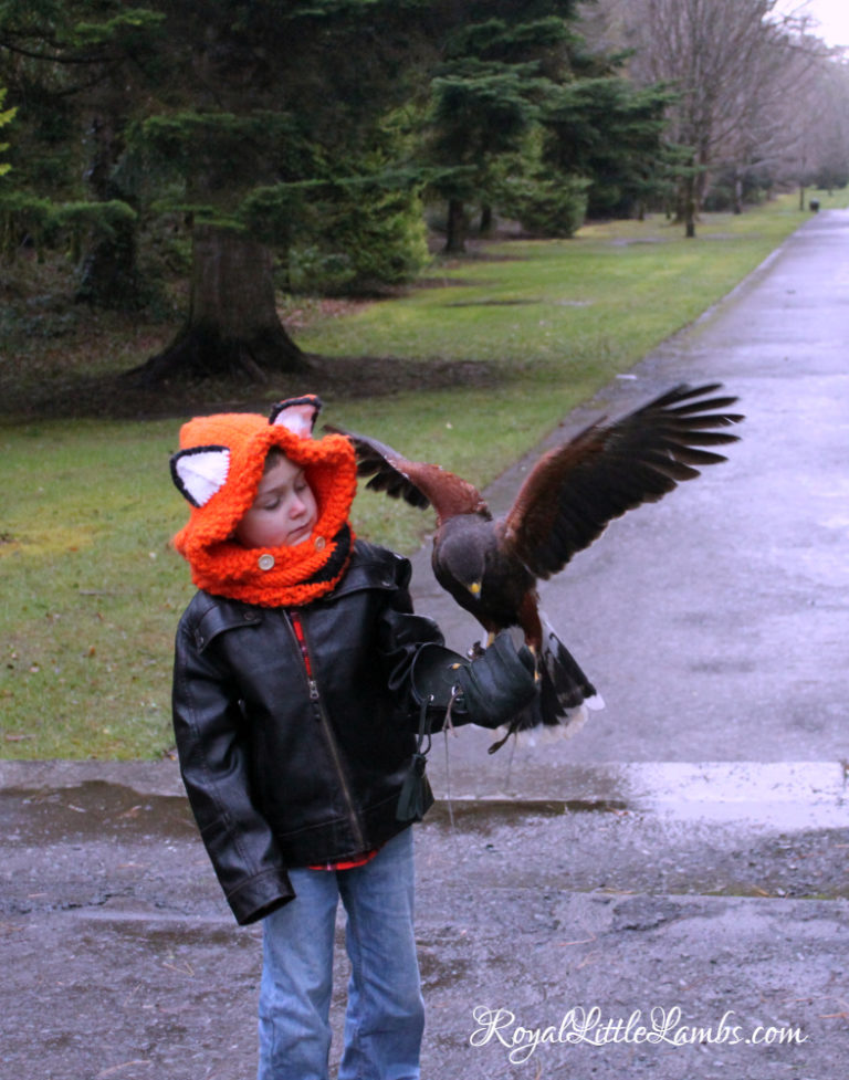 Falconry School in Ireland