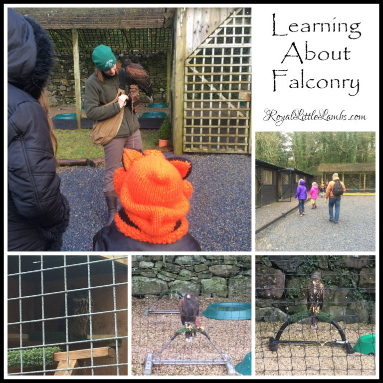 Falconry School in Ireland