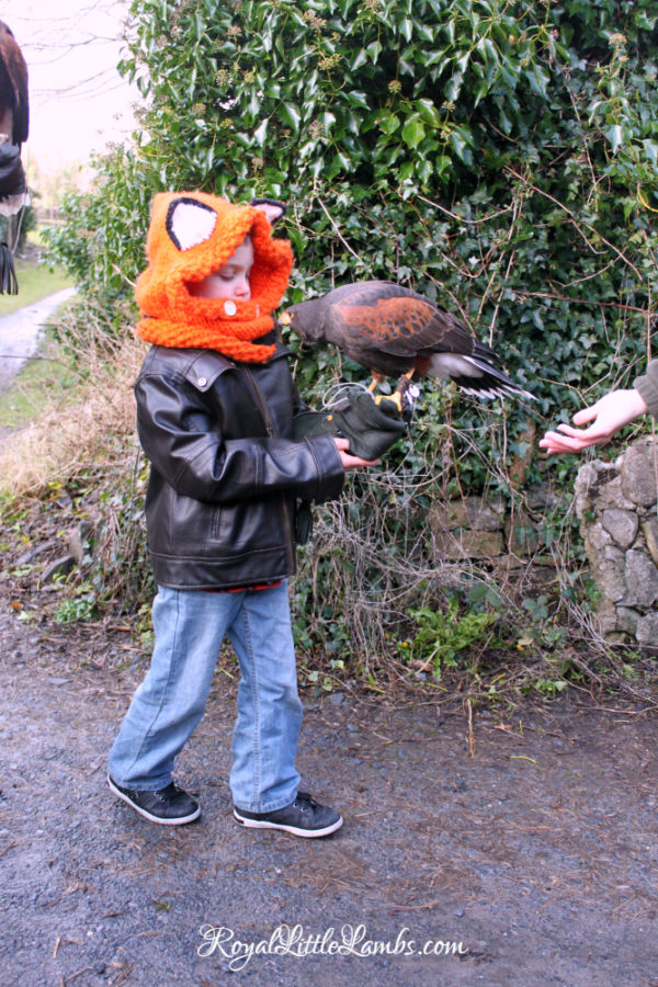 Falconry School in Ireland